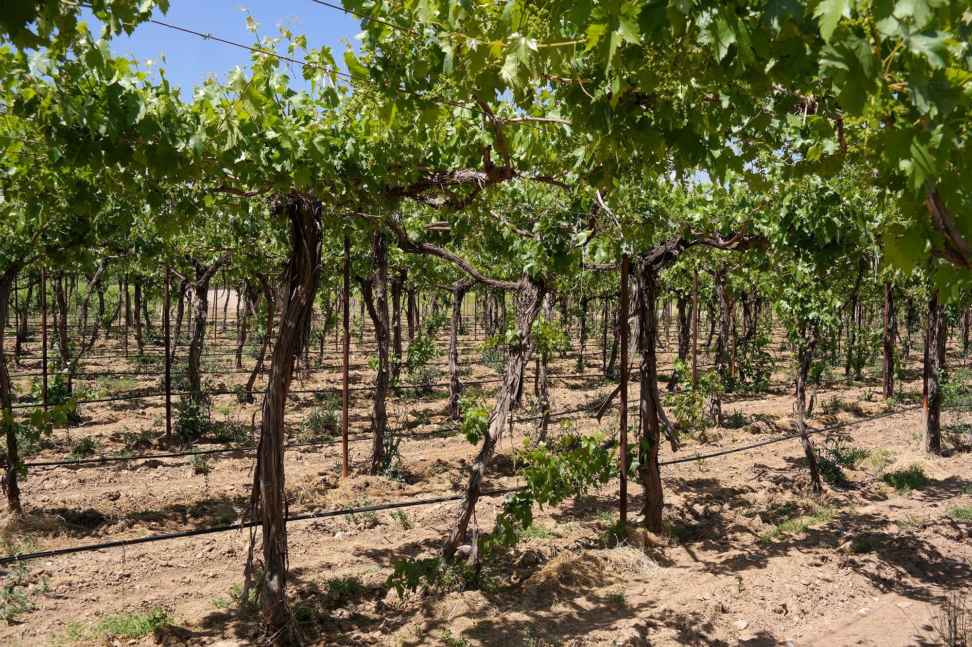 Mey | Diageo’dan Manisa Şahyar’da Üzüm Bağında Damla Sulama Projesi ...