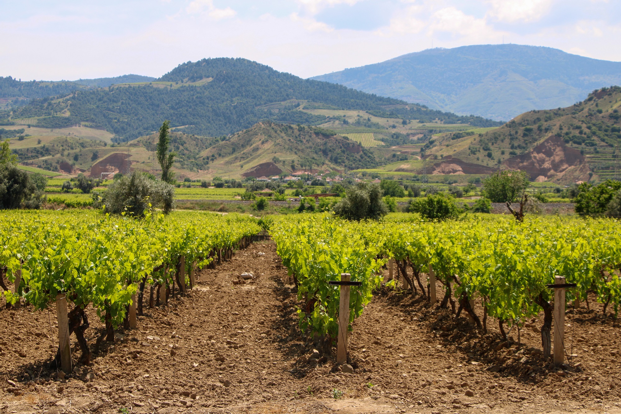 Mey | Diageo’dan Manisa Şahyar’da Üzüm Bağında Damla Sulama Projesi ...